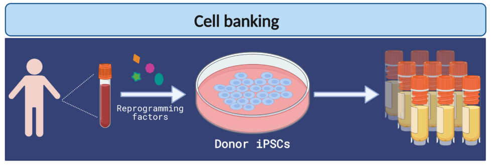Personalized IPS Cell Banking | BetaLife Pte Ltd